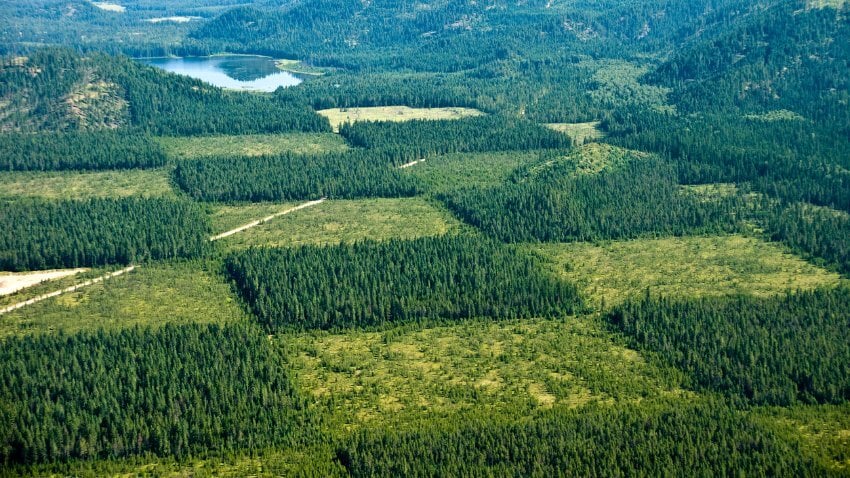 Turning Timber Into Wealth: Investing In Forestry With Your 401(k)